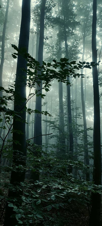 Beautiful dark forest stock photo. Image of nature, dark - 262295258
