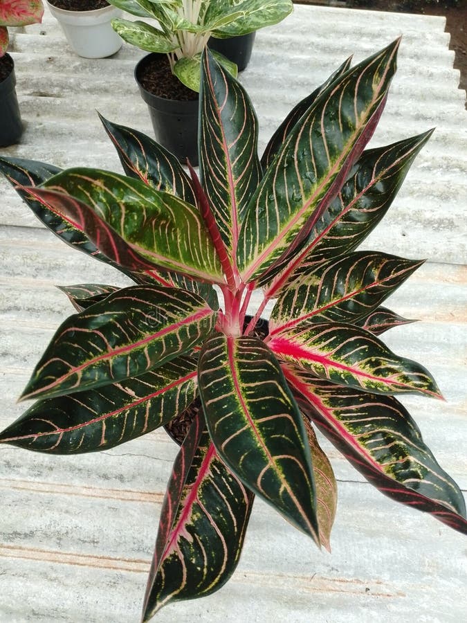 Beautiful Dark Green Leaves with Red Markings Stock Image - Image of ...