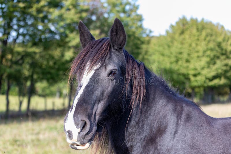 Beautiful Dark Horse Head Portrait on the Paddock Stock Image - Image ...