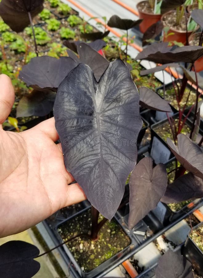 Beautiful Dark Leaf of Colocasia Black Ripple Stock Photo - Image of ...