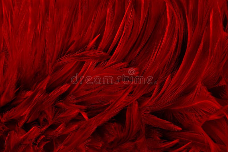 Beautiful Dark Red Bird Feathers Pattern Texture Background Stock Image ...