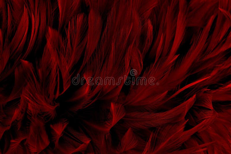 Beautiful Dark Red Bird Feathers Pattern Texture Background Stock Image ...