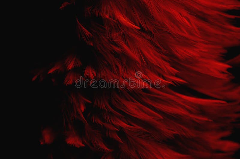 Beautiful Dark Red Feathers Texture on Black. Swan Feathers Background ...