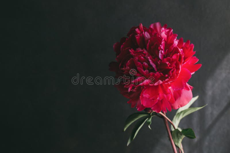 Beautiful Dark Red Peony in a Sunlight. Dark Background Stock Photo ...
