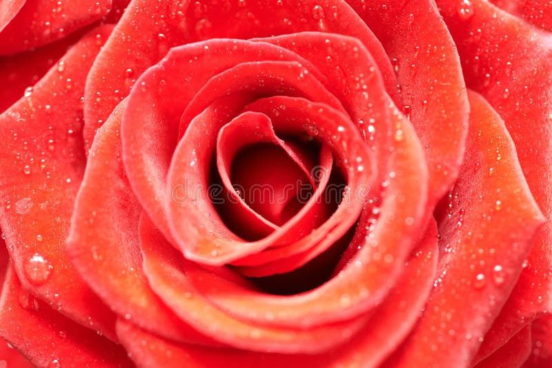 Beautiful dark red rose. stock photo. Image of dark, closeup - 31553038