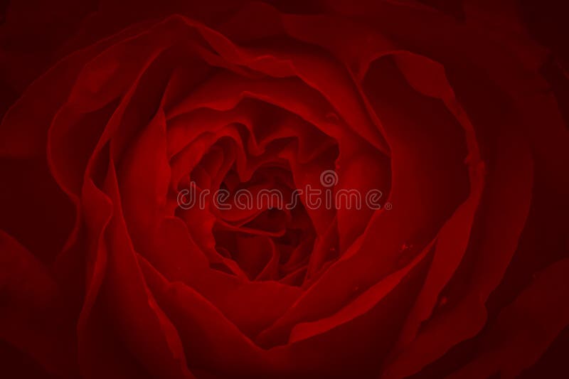 Beautiful Dark Red Rose Flower Covered with Dew Drops Stock Photo - Image of flower, nature ...