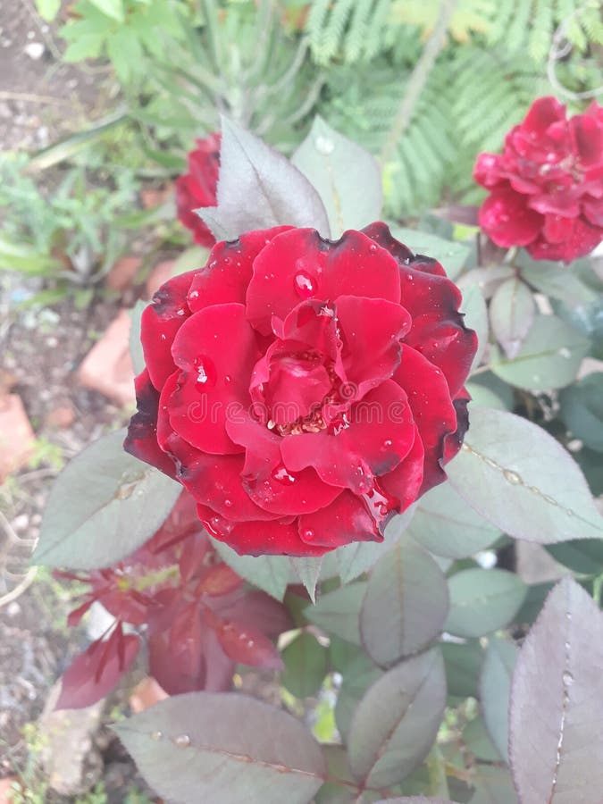 A Beautiful Dark Rose almost a Dark Prince. Stock Photo - Image of rose ...