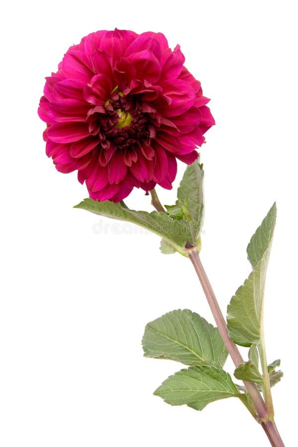 Beautiful rosy postcard. stock image. Image of nature - 158436549