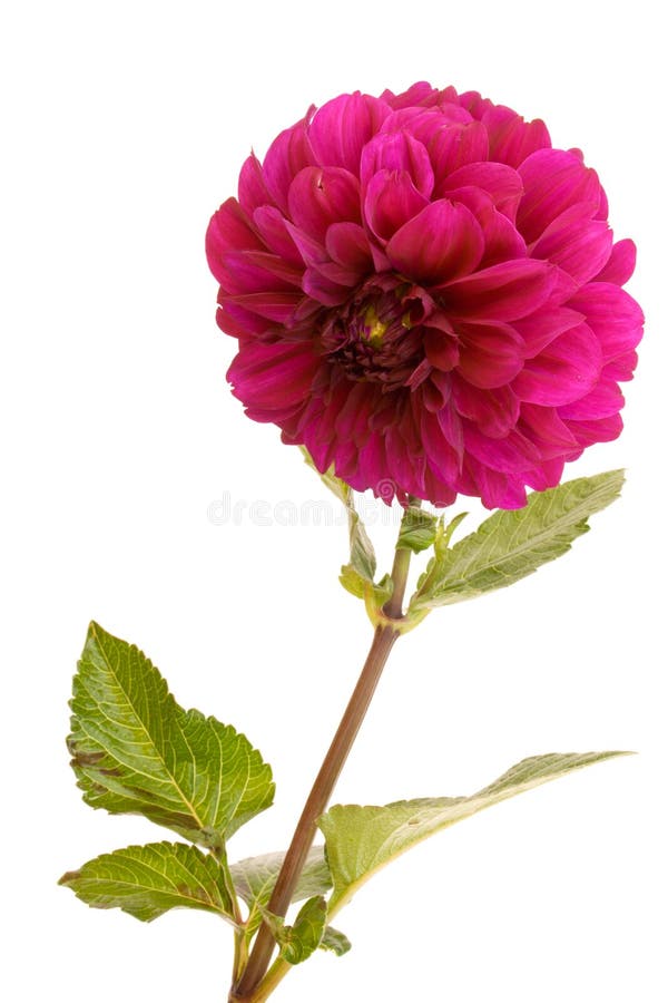 Beautiful rosy postcard. stock image. Image of nature - 158436549