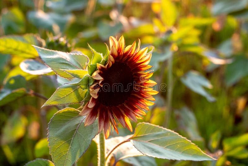 Beautiful Dark Sunflower Close Up Stock Image - Image of nature ...