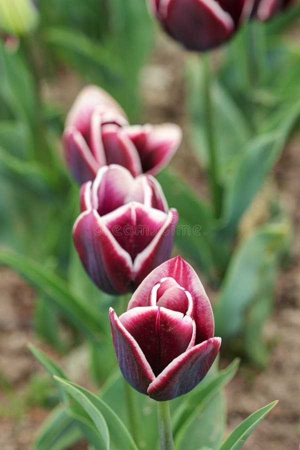 Beautiful dark tulips stock photo. Image of floral, color - 84208882