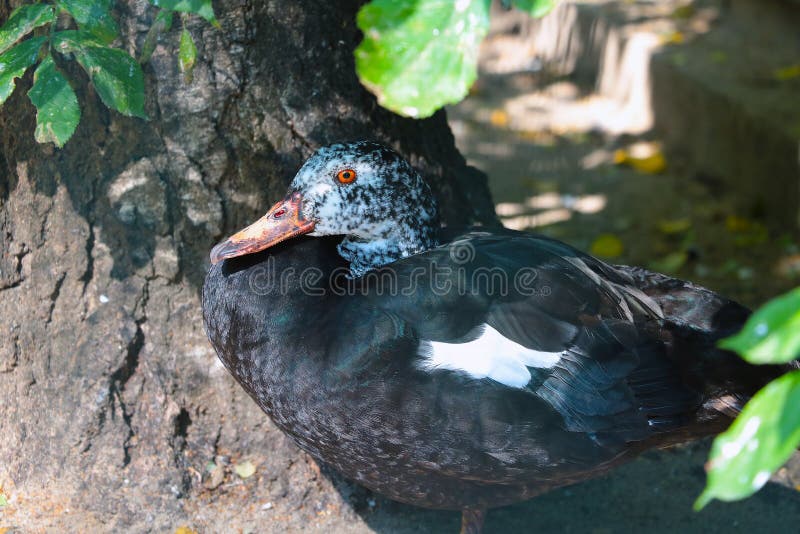 Beautiful Dark Wild Duck Under a Tree on the Shore of the Lake. Stock ...