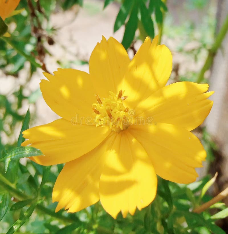 Beautiful Dark Yellow Cosmos Flower on Yellow Cosmos Flower Field ...