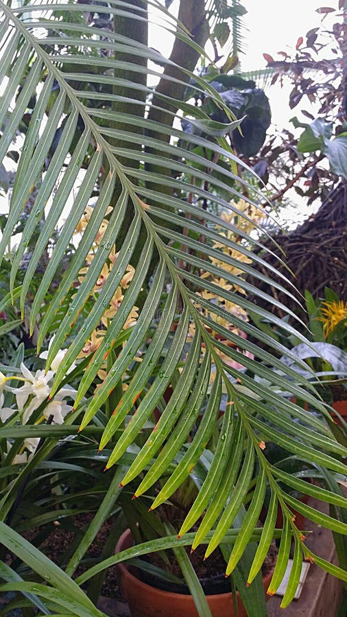 Beautiful date palm leaf. stock photo. Image of beautiful - 87842952