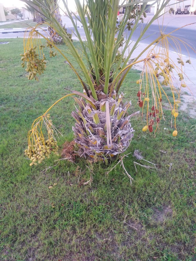Beautiful date tree stock image. Image of leaf, plant - 230279565
