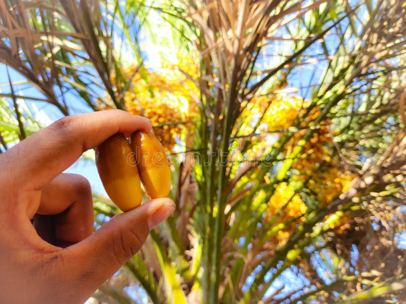 Beautiful Dates Sahara Desert Stock Photo - Image of blue, sand: 202581420