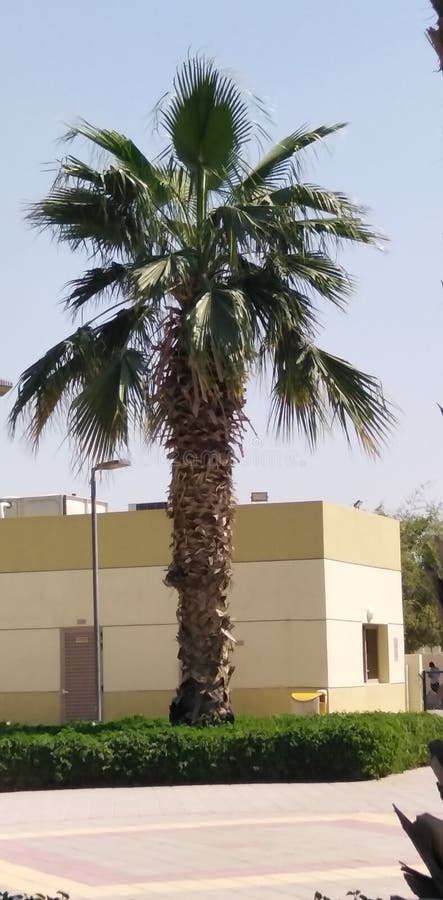 Beautiful Dates Tree Picture Stock Image - Image of vacation, leaf ...