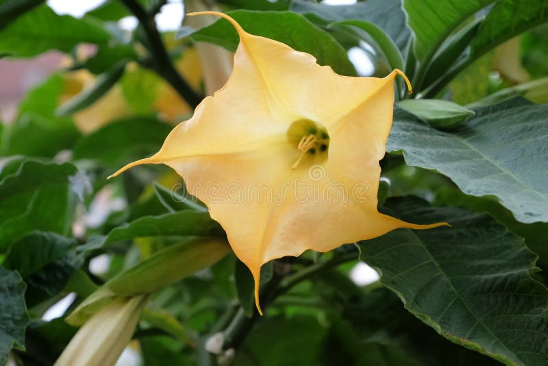Beautiful Datura Pink and White Color Flower and Green Thorn Fruit in a ...