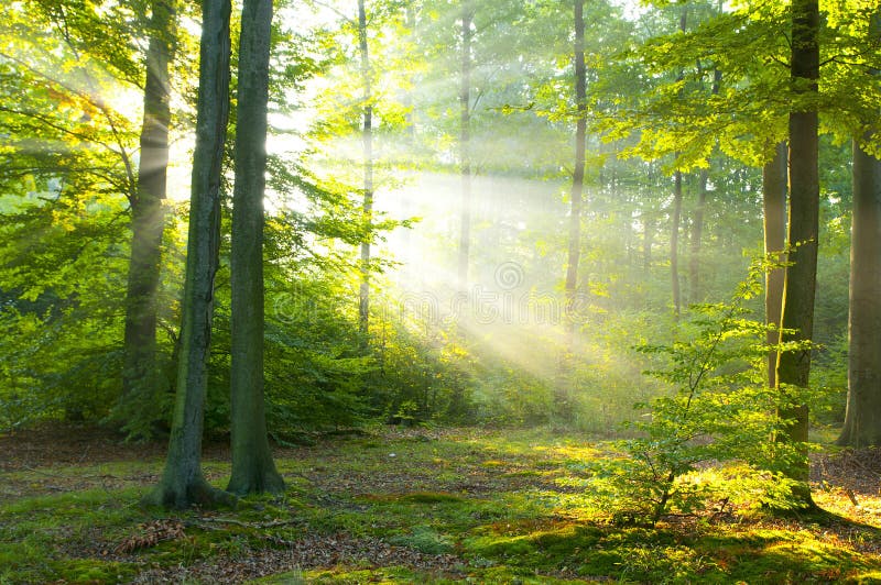 Forest dawn stock photo. Image of birch, beams, autumnal - 29823894