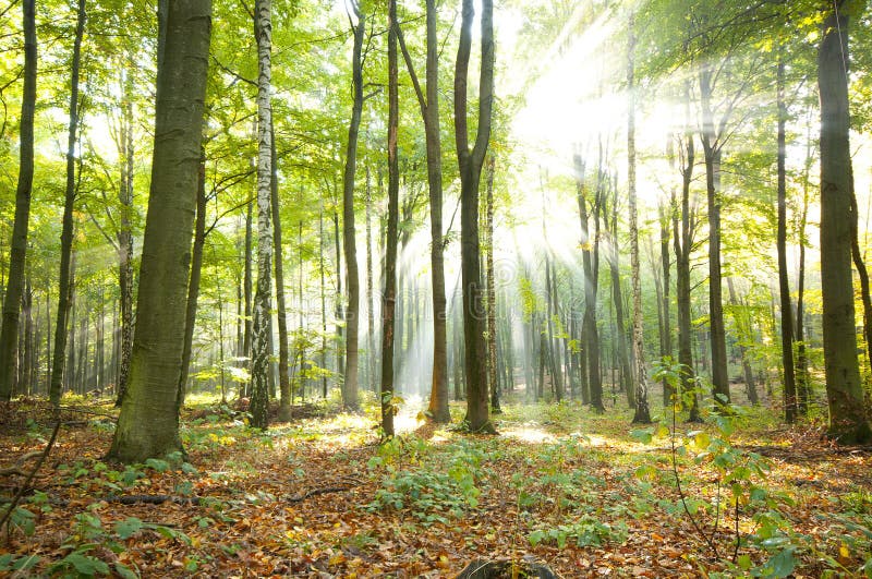 Forest dawn stock image. Image of leaves, forest, beams - 29824567