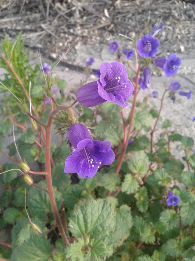 Beautiful stock image. Image of gorgeous, beautiful - 144141437