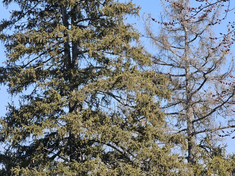 Beautiful Day Huge Pine Trees Stock Photo - Image of beautiful, pine ...