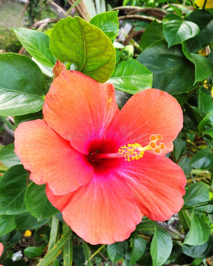 Beautiful and Dazzling Flower Wallpapers Blooming in Spring Stock Photo ...