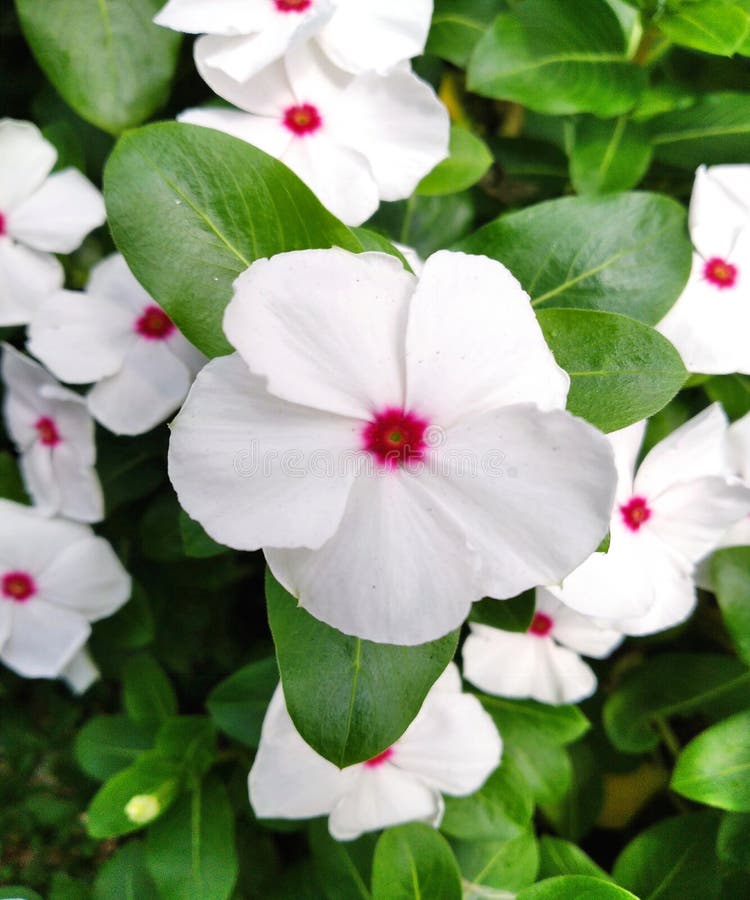 Beautiful and Dazzling Flower Wallpapers Blooming in Spring Stock Photo ...