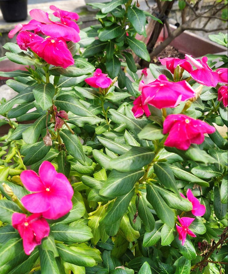 Beautiful and Dazzling Flower Wallpapers Blooming in Spring Stock Image ...