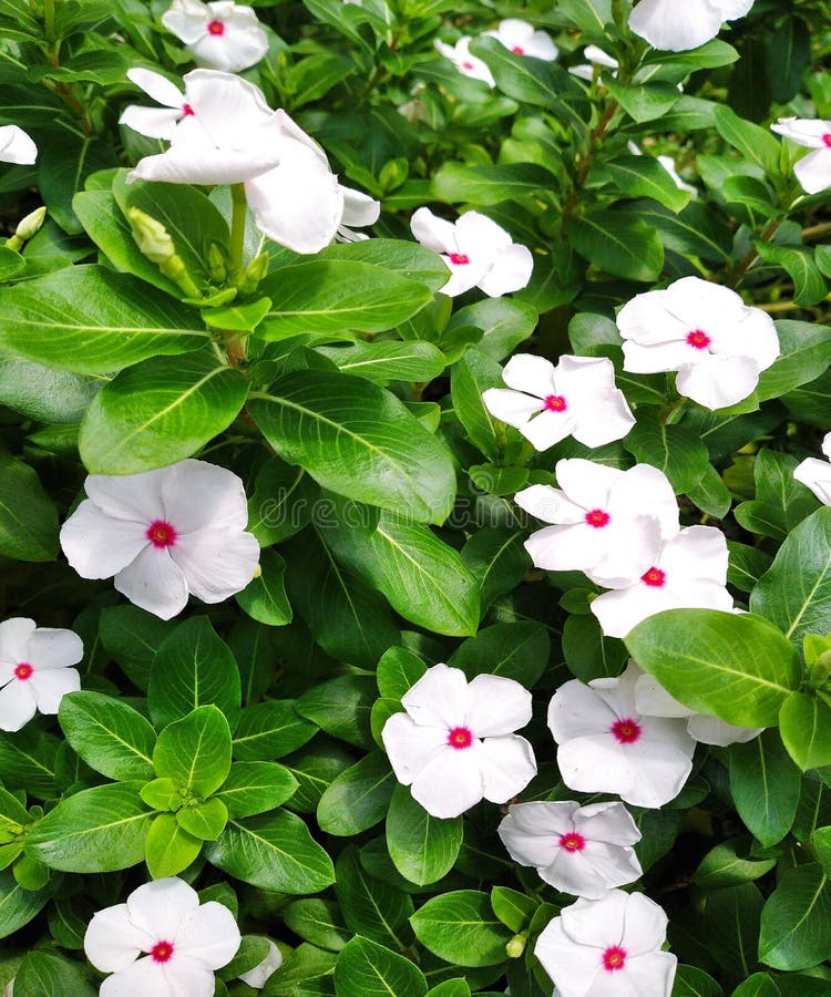 Beautiful and Dazzling Flower Wallpapers Blooming in Spring Stock Image ...