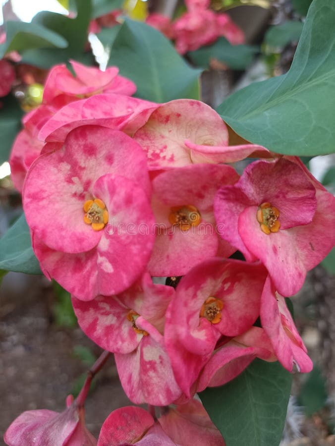 Beautiful Dazzling Red Begonia Flowers are Planted in the Yard Stock ...