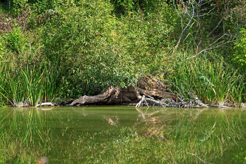 Beautiful Dead Fallen Tree and Its Reflection in the Water Stock Image ...