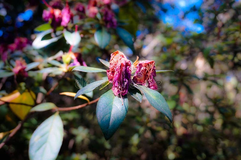 The beautiful dead stock image. Image of dead, nature - 89588841