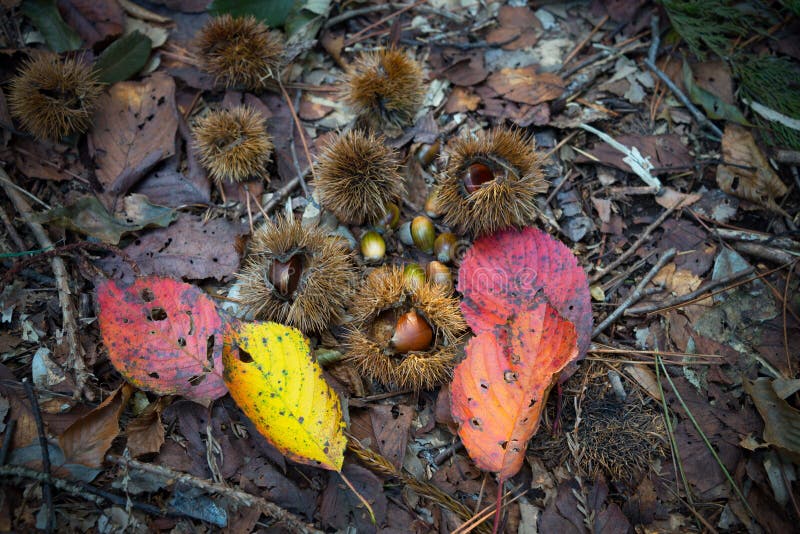 Beautiful Dead Leaves, Chestnuts and Acorns. Stock Image - Image of ...