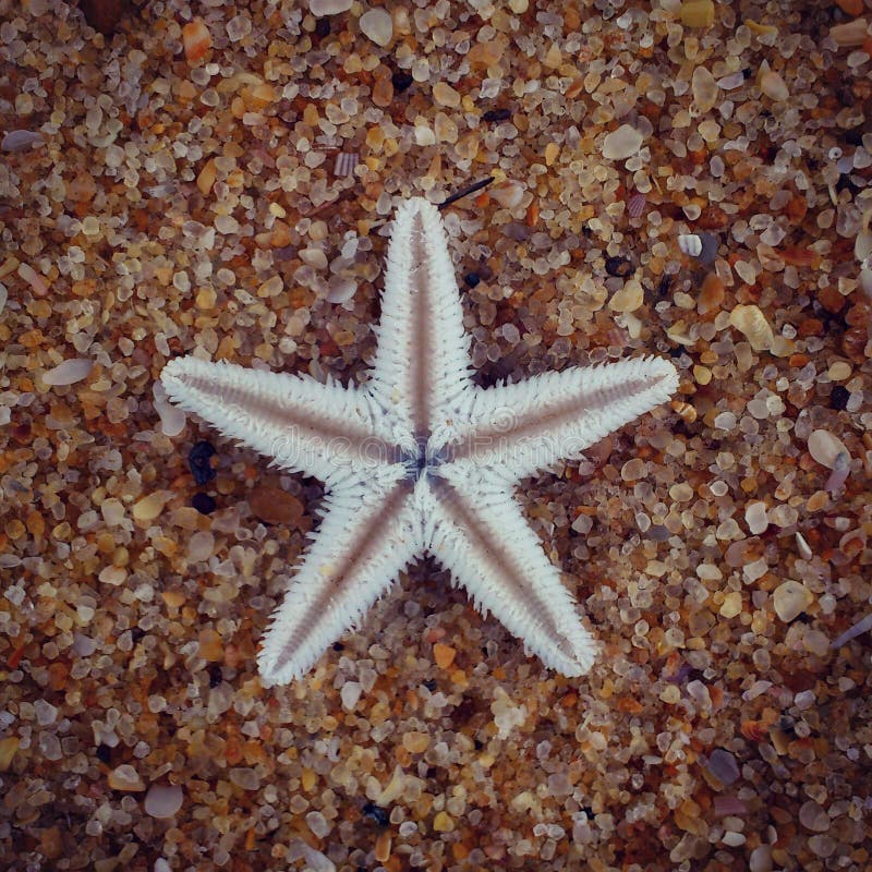 A Beautiful Dead Star Fish stock photo. Image of brown - 168037684