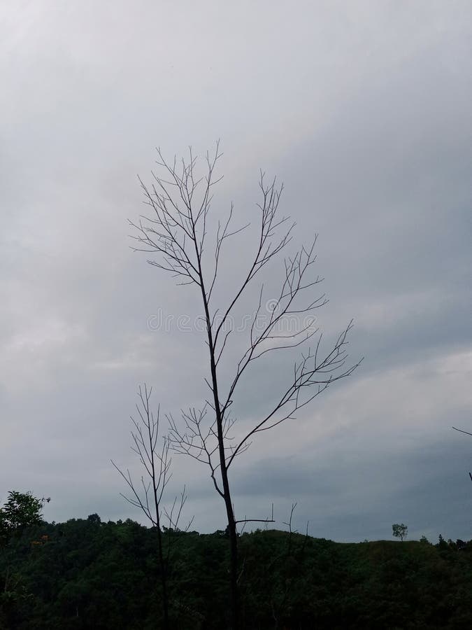 Beautiful Dead Tree in Asian Forest Stock Image - Image of asian, tree ...