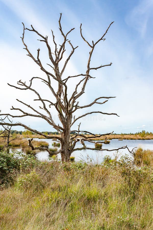 Beautiful Dead Tree in a Heath Lake in Drenthe, Netherlands Stock Photo ...