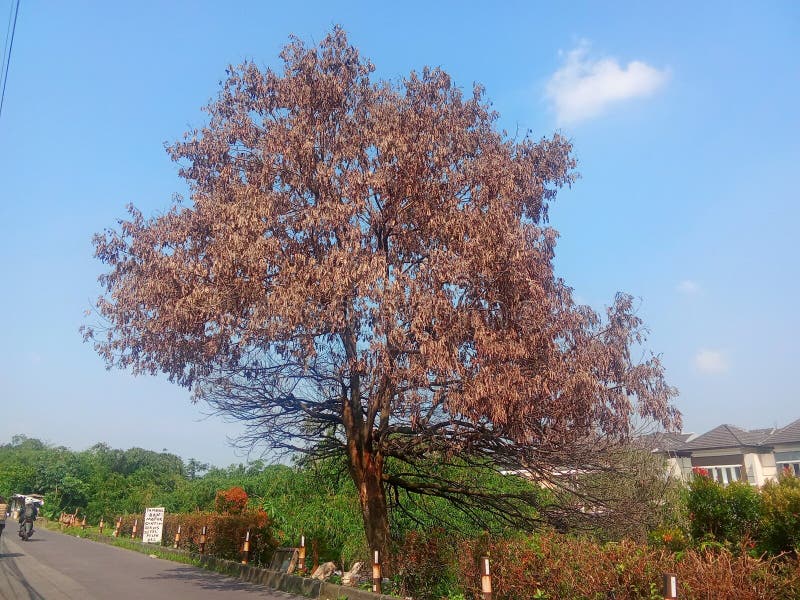 Beautiful Dead Tree in the Way Stock Photo - Image of forest, beautiful ...