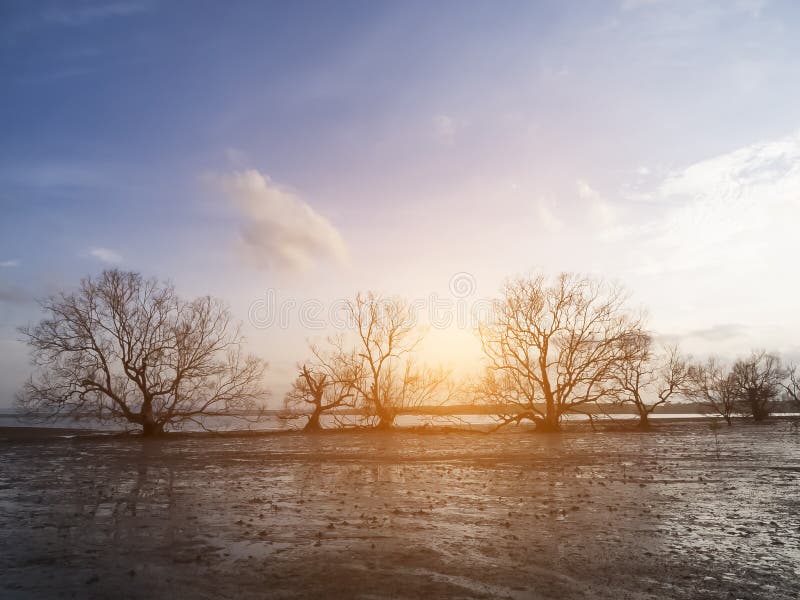 Beautiful dead trees stock image. Image of landscape - 59181571