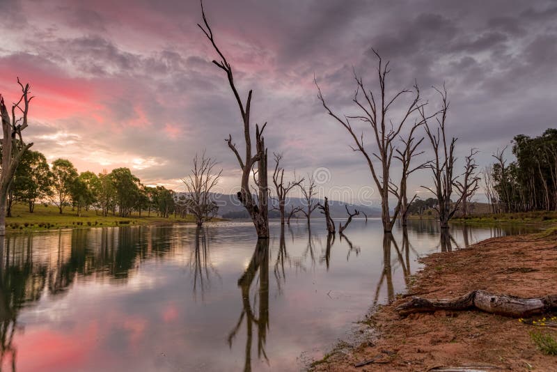 Beautiful Dead Trees Stand Steadfast in the Lake at Sunset Stock Photo ...