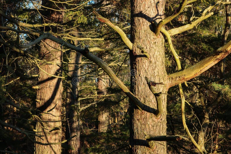 Beautiful Dead Trees in the Sunset. Stock Photo - Image of sweden ...