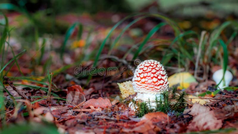 Beautiful but Deadly stock image. Image of agaric, amanita - 33824209