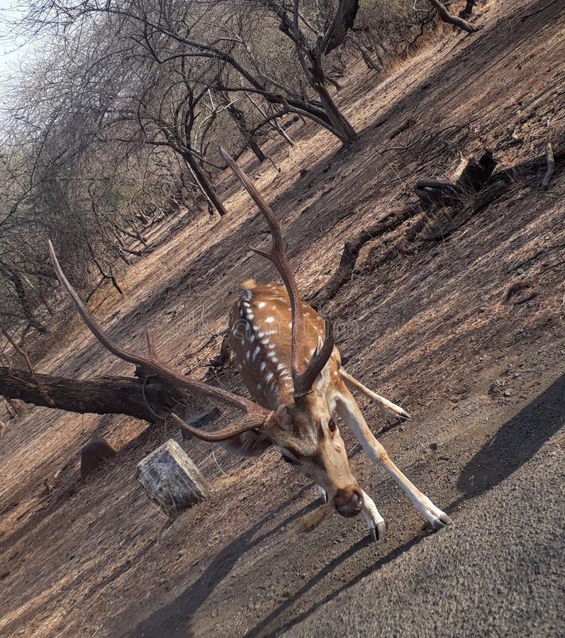 Dear forest life. stock photo. Image of dear, park, forest - 92480952