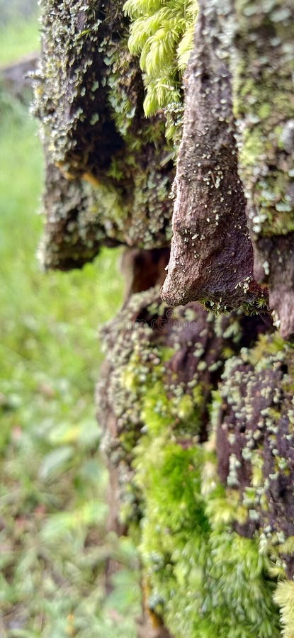 A Beautiful Death Trees at Salak Mountain Stock Photo - Image of trees ...