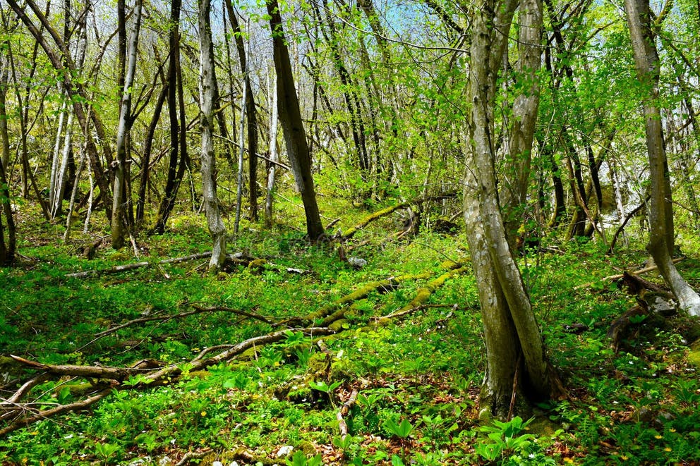 Beautiful Deciduous, Broadleaf, Temperate Forest Stock Photo - Image of ...