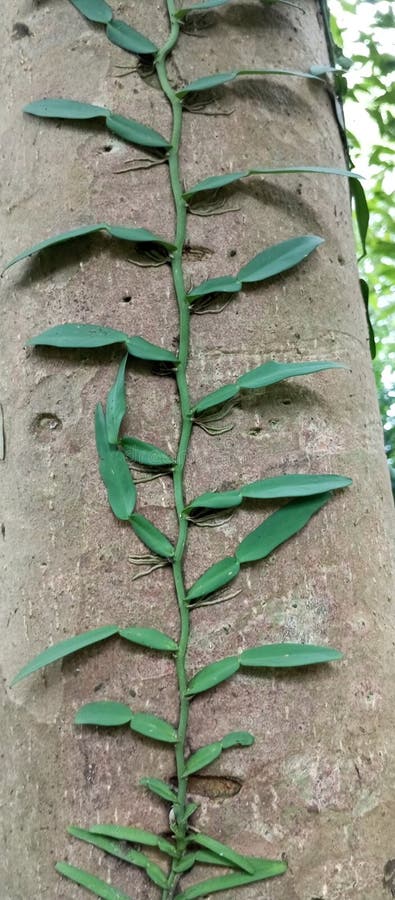 Beautiful Deciduous Foliage Stock Image - Image of sunlight, leaf ...