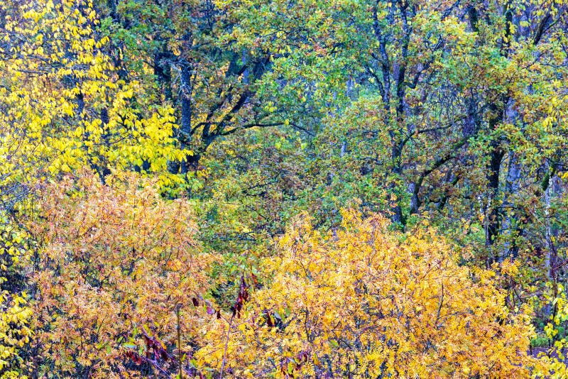 Beautiful Deciduous Forest with Autumn Colored Trees in Daylight Stock ...
