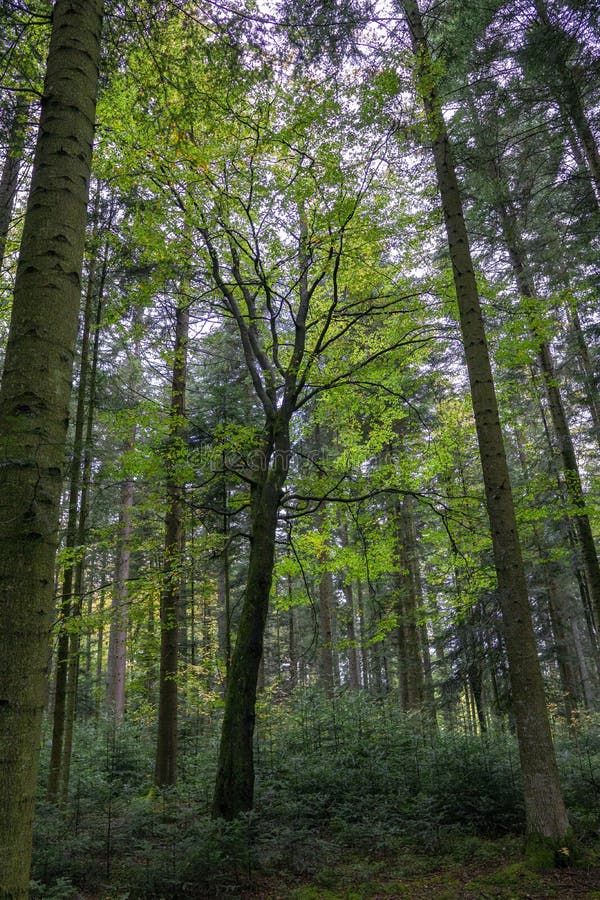 Beautiful Deciduous Tree in the Forest. Stock Photo - Image of plant ...