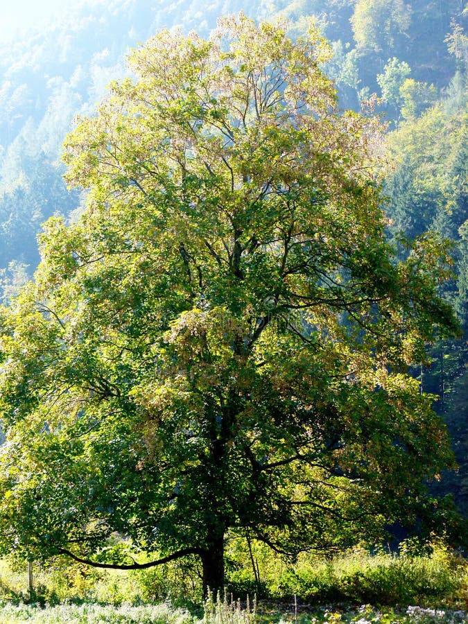 Deciduous Tree on the Lake Shore in Light Backlit Stock Photo - Image ...