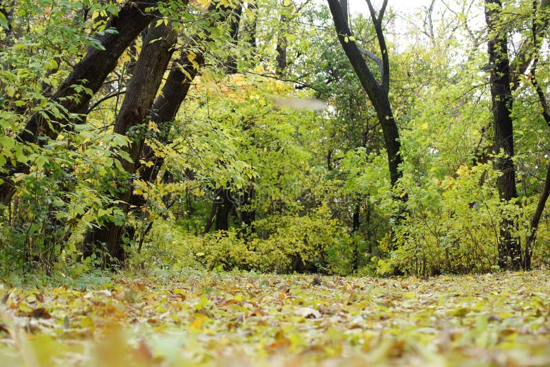 Beautiful Deciduous Trees and on Fall Day. Stock Image - Image of fall ...